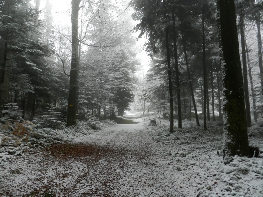 ein ruhiges Schreiten ... - Fotos [hikr.org]