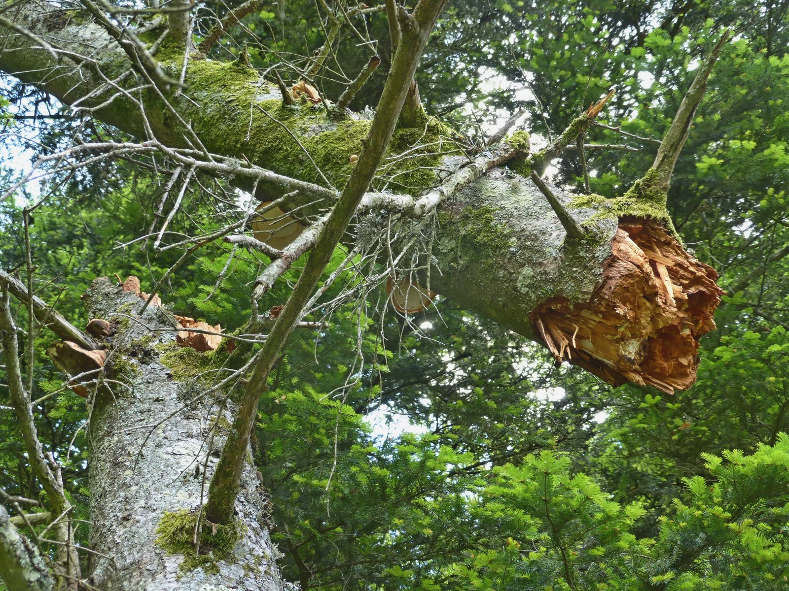 flying tree - Fotos [hikr.org]