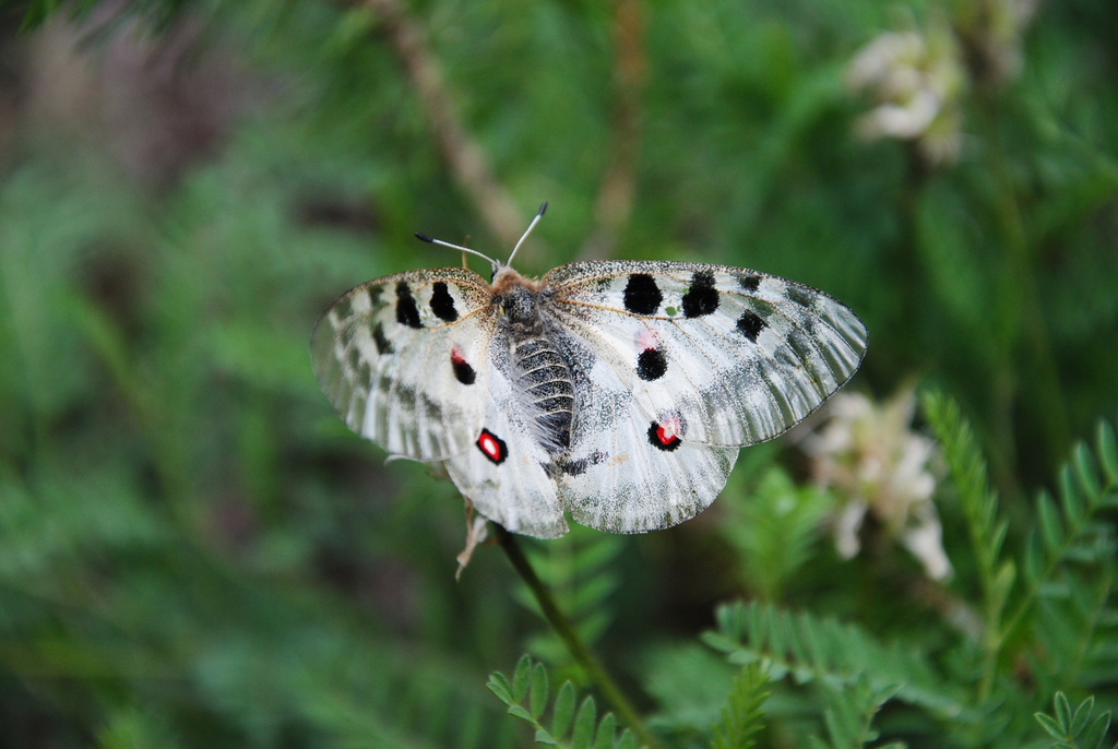 Apollofalter - Fotos [hikr.org]