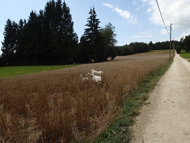 Wie an den runtergetrampelten Halmen zu erkennen ist,... [hikr.org]