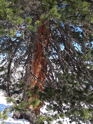 Sehr schöne, farbige Rinde an dieser Arve - Fotos [hikr.org]