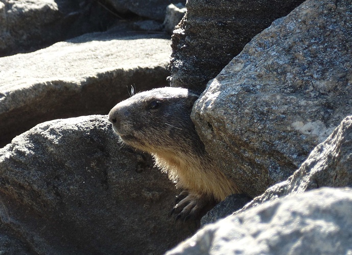 Und noch ein Murmeli! - Fotos [hikr.org]