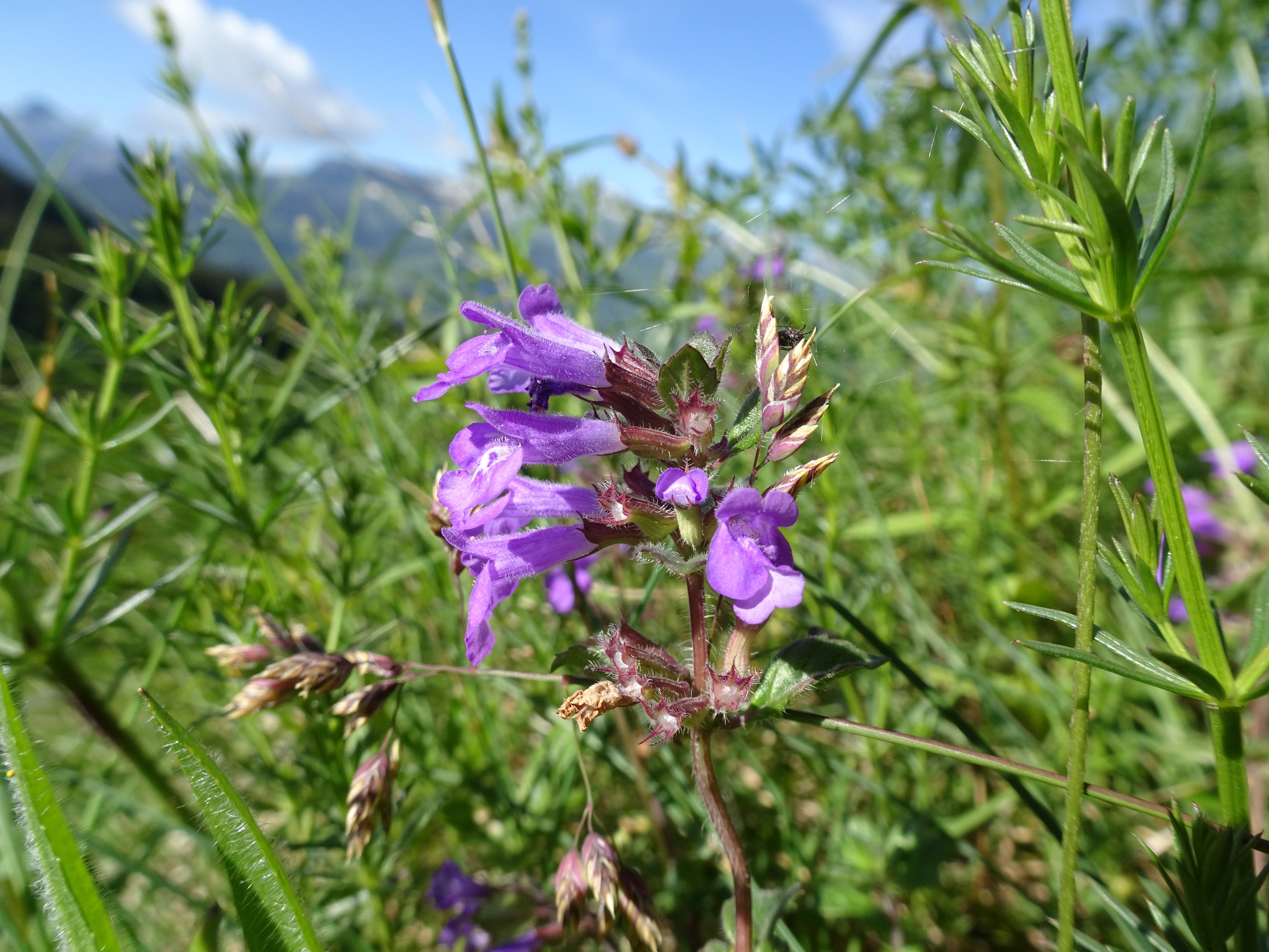 Alpen-Steinquendel - Fotos [hikr.org]