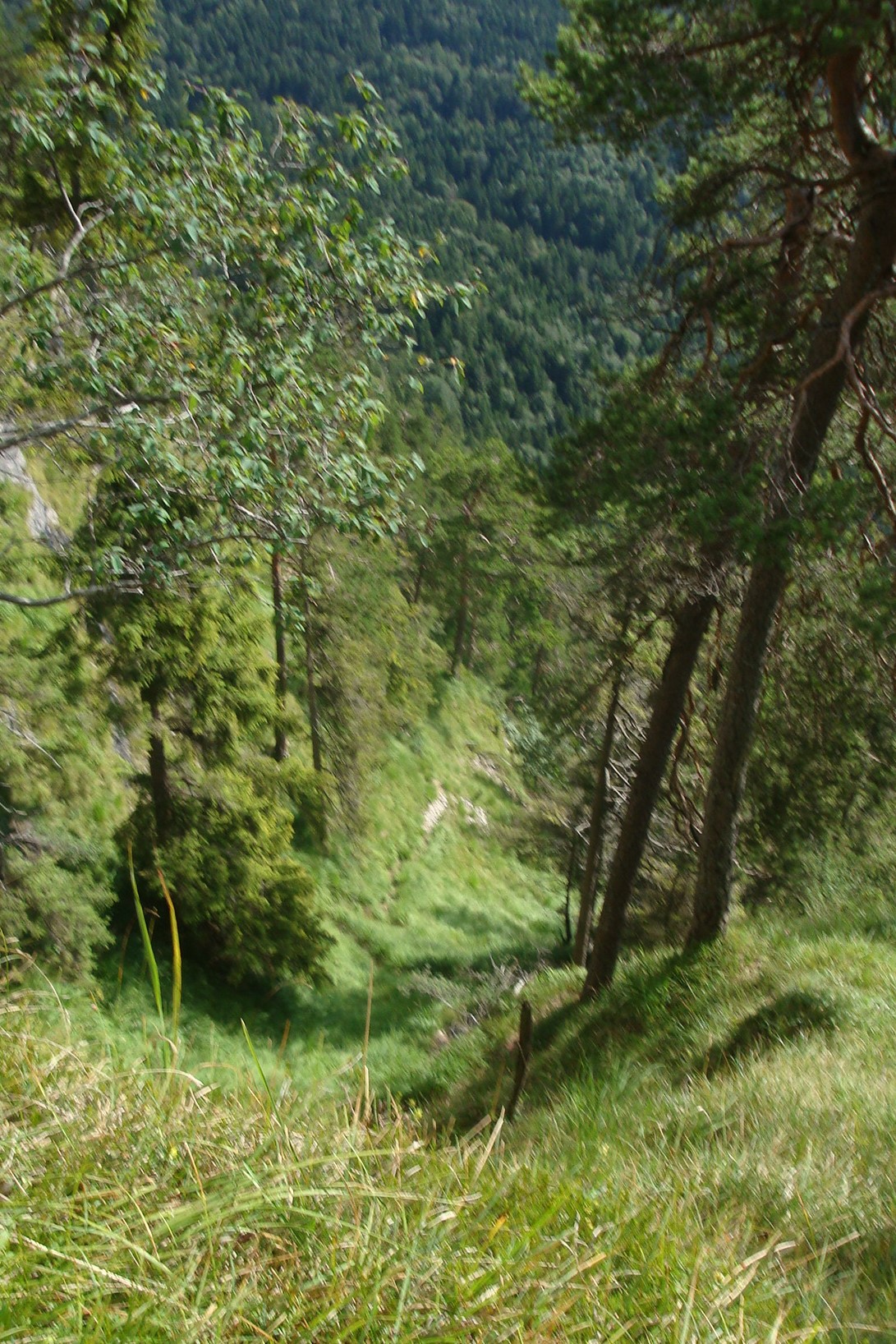 steiler Bergwald - Fotos [hikr.org]