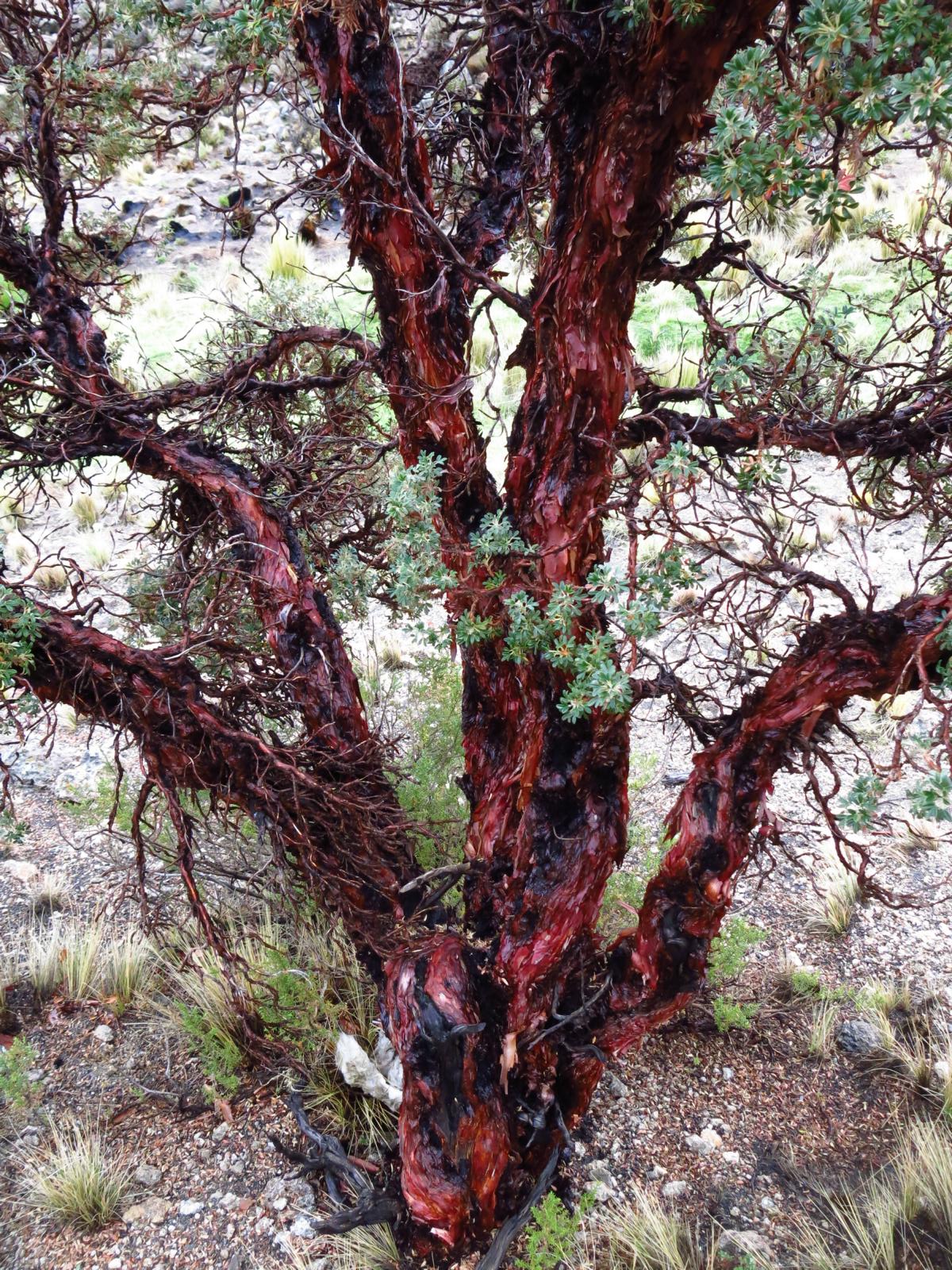 Die Rinde der Bäume auf 4500m sieht aus wie roter... [hikr.org]