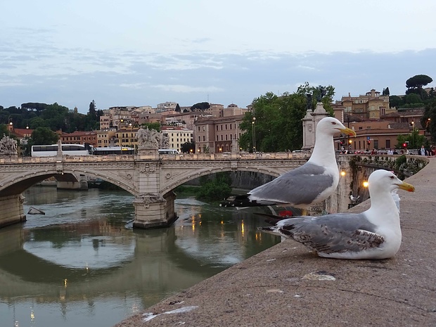 Monte Gianicolo 82m – Tourenberichte und Fotos [hikr.org]