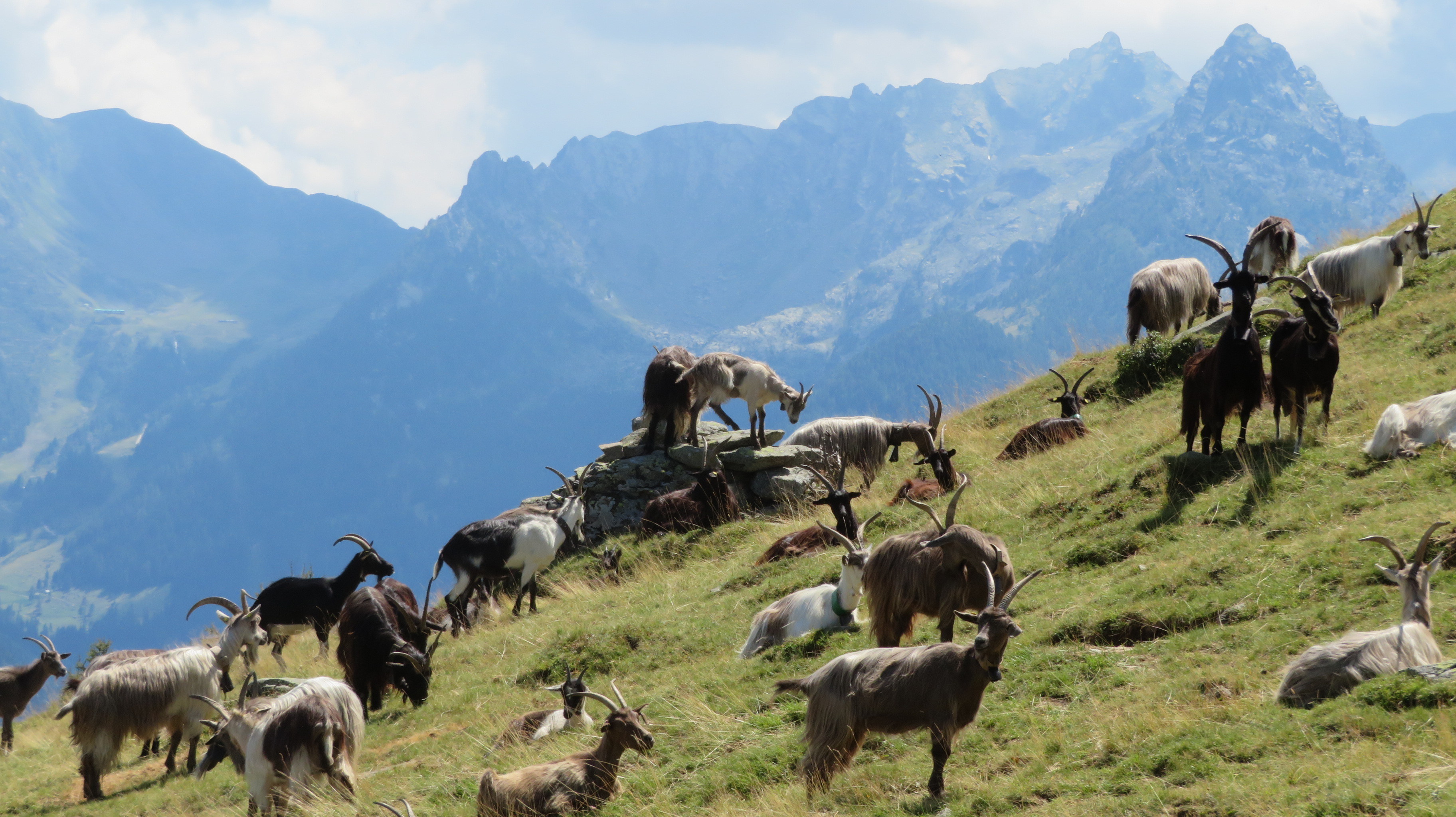 Capre al pascolo. - Fotos [hikr.org]