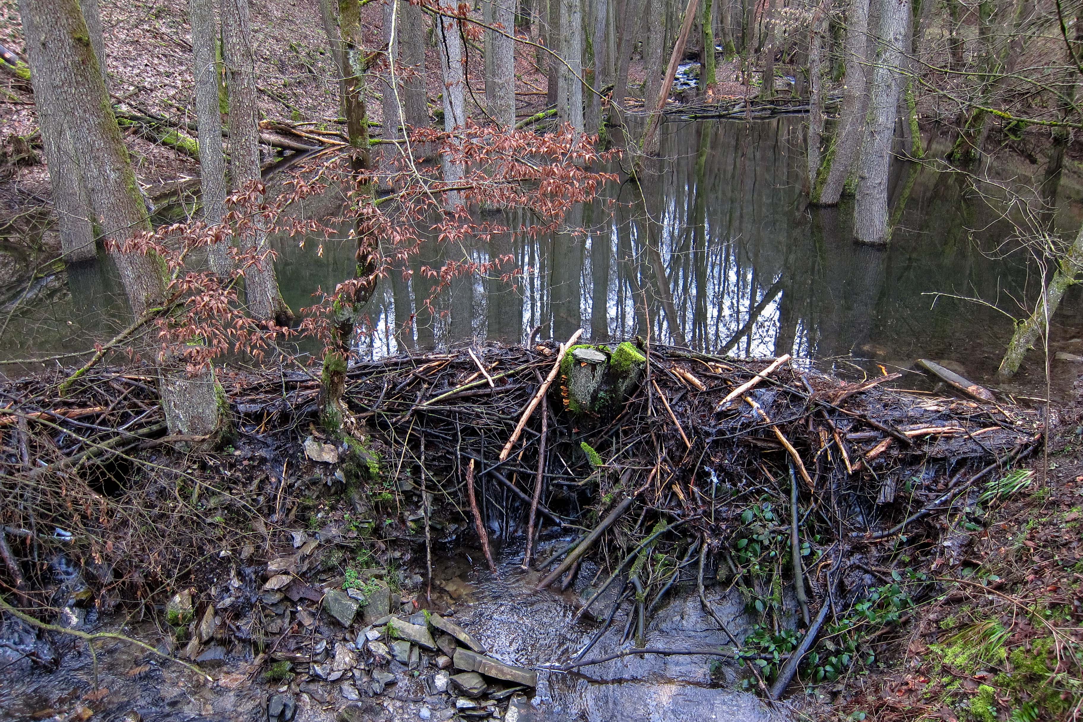 Biberdamm - Fotos [hikr.org]