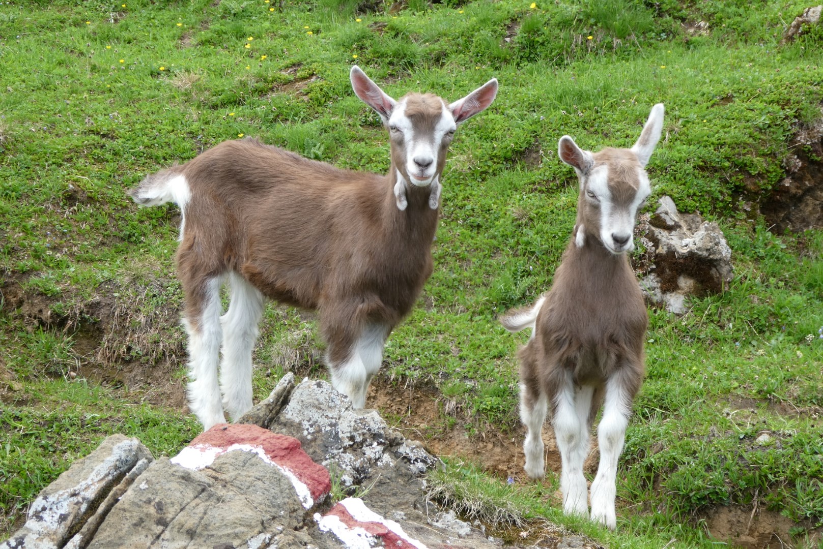 junge Geisen beim Obermesmer - Fotos [hikr.org]