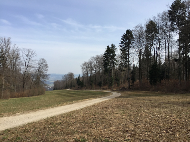 Breiter Wanderweg in der Nähe von Regensberg - Fotos [hikr.org]