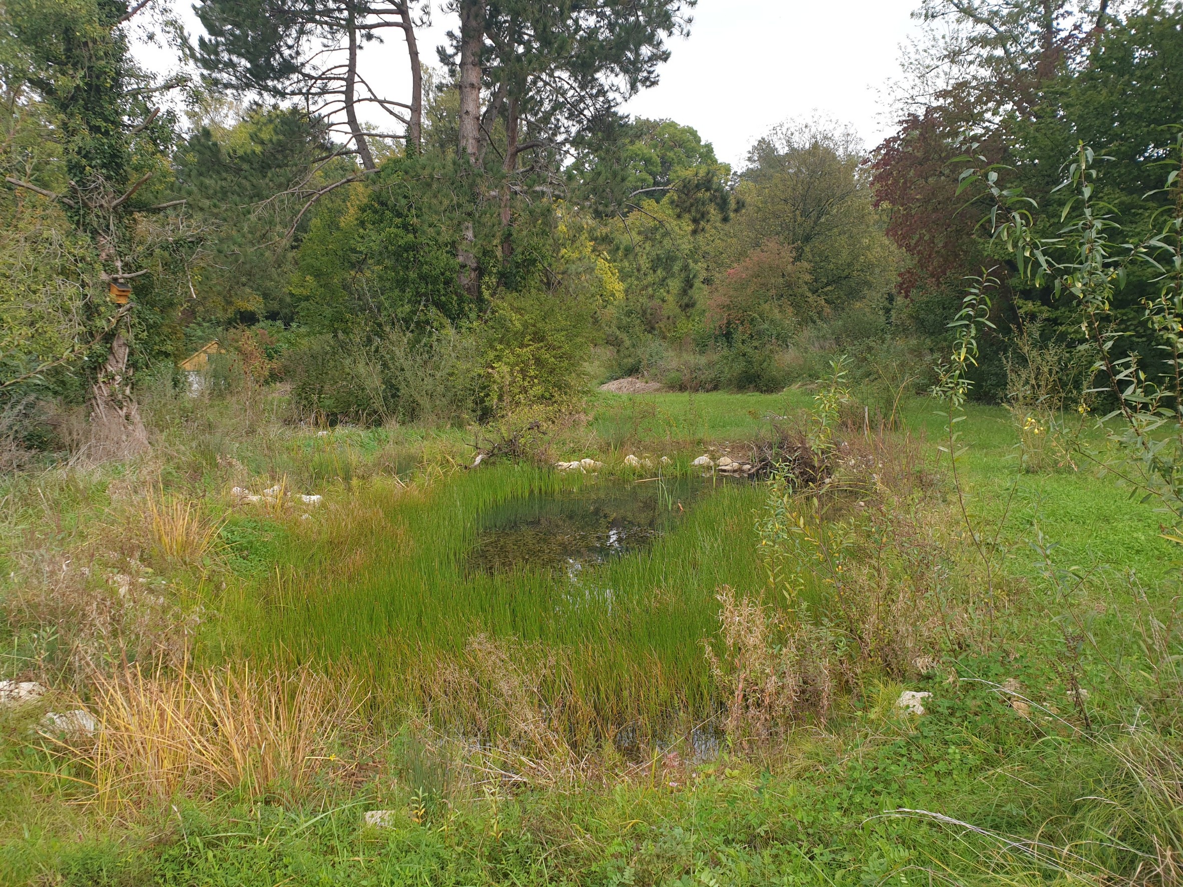 kleiner Weiher am Aubach bei Riehen - Fotos [hikr.org]