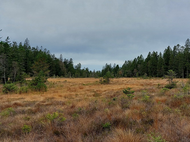 La tourbière de Rouge Feigne . - Fotos [hikr.org]