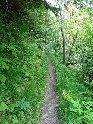 Schmaler Weg durch den grünen Wald hinunter - Fotos [hikr.org]