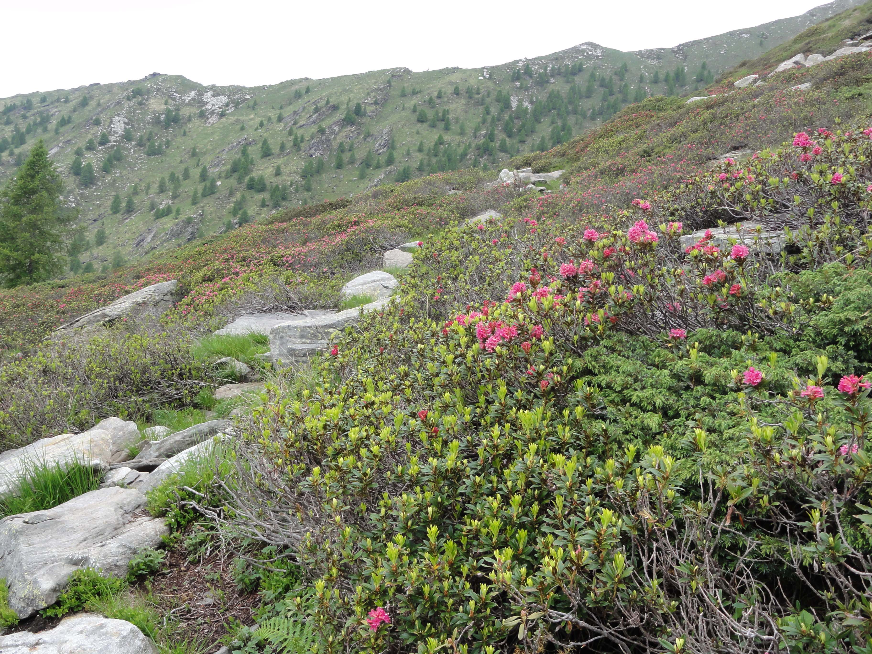 Unterhalb der Capanna Nimi - Fotos [hikr.org]