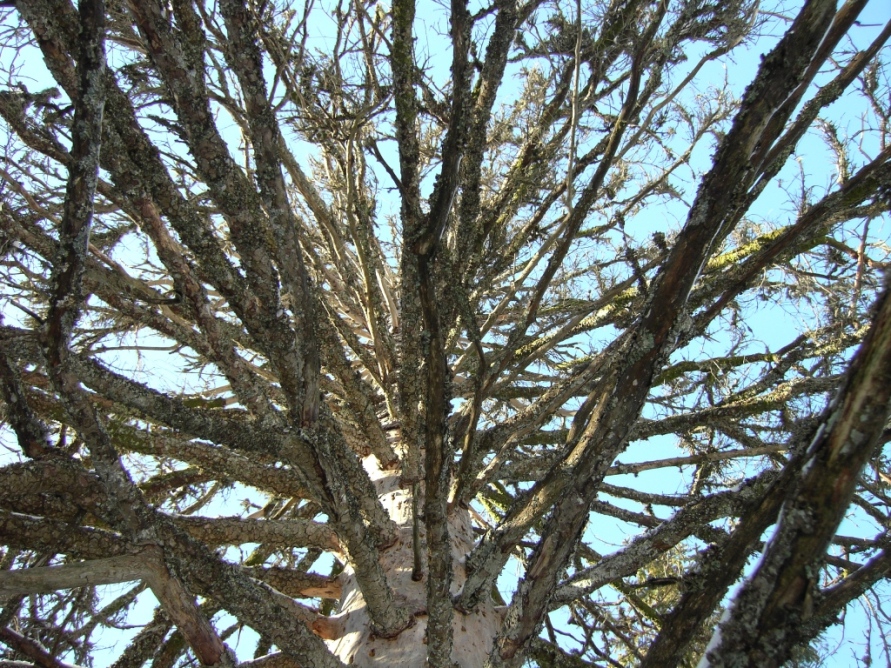 ein alter Knacker - Fotos [hikr.org]