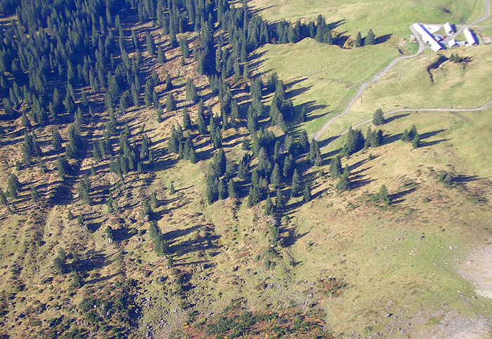 Vogelschau auf den lichten Tannenwald und die Alp Malun -... [hikr.org]