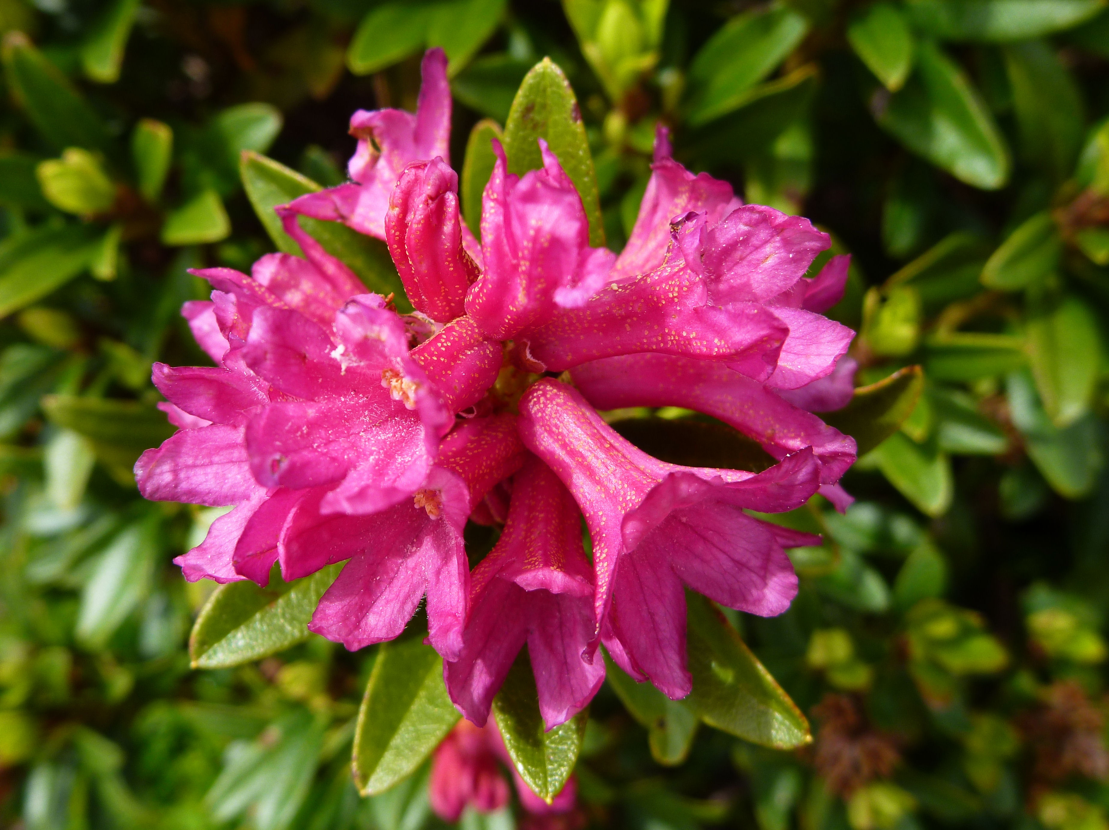 Alpenrose - Fotos [hikr.org]