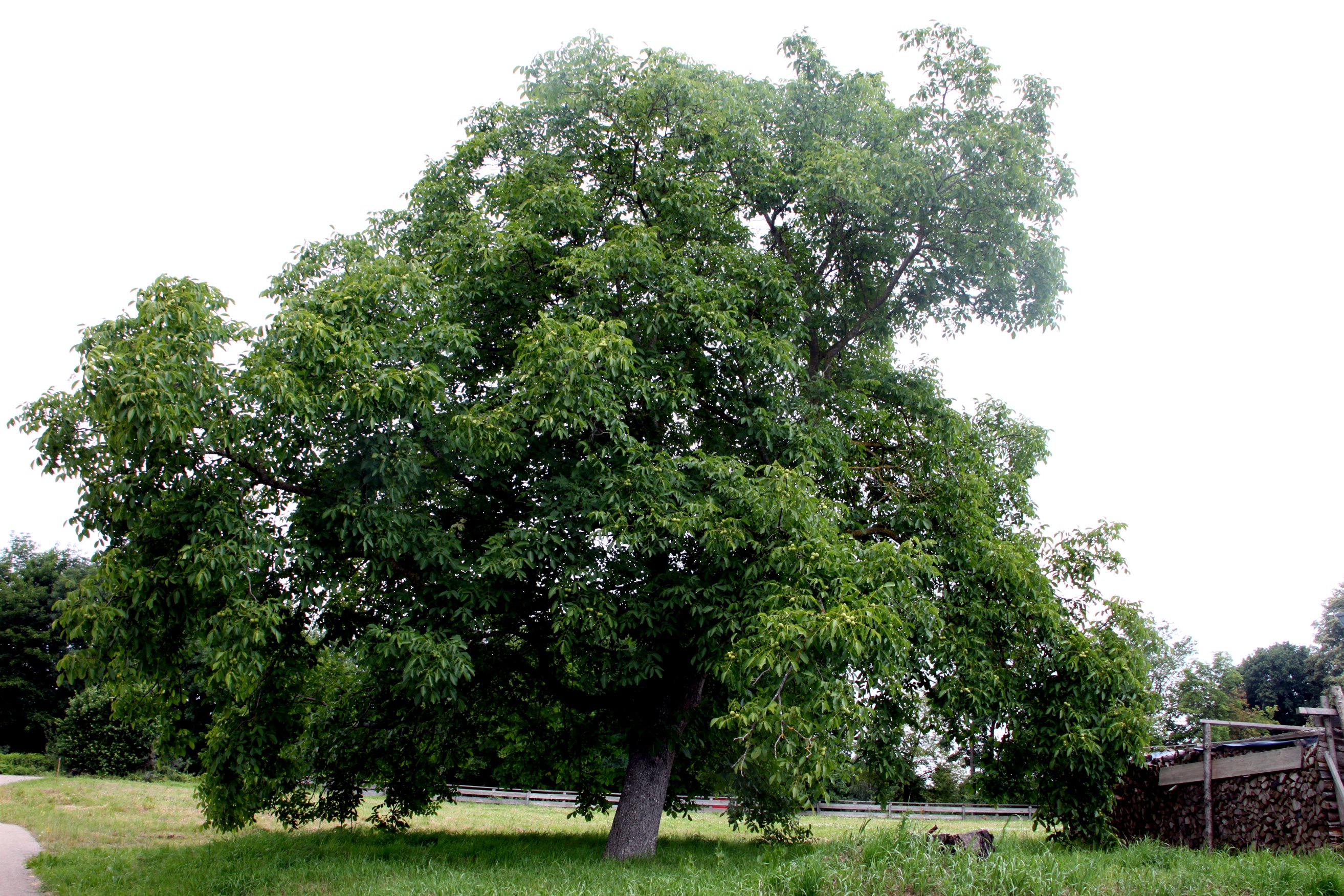 Ein großer mächtiger Walnussbaum ... - Fotos [hikr.org]