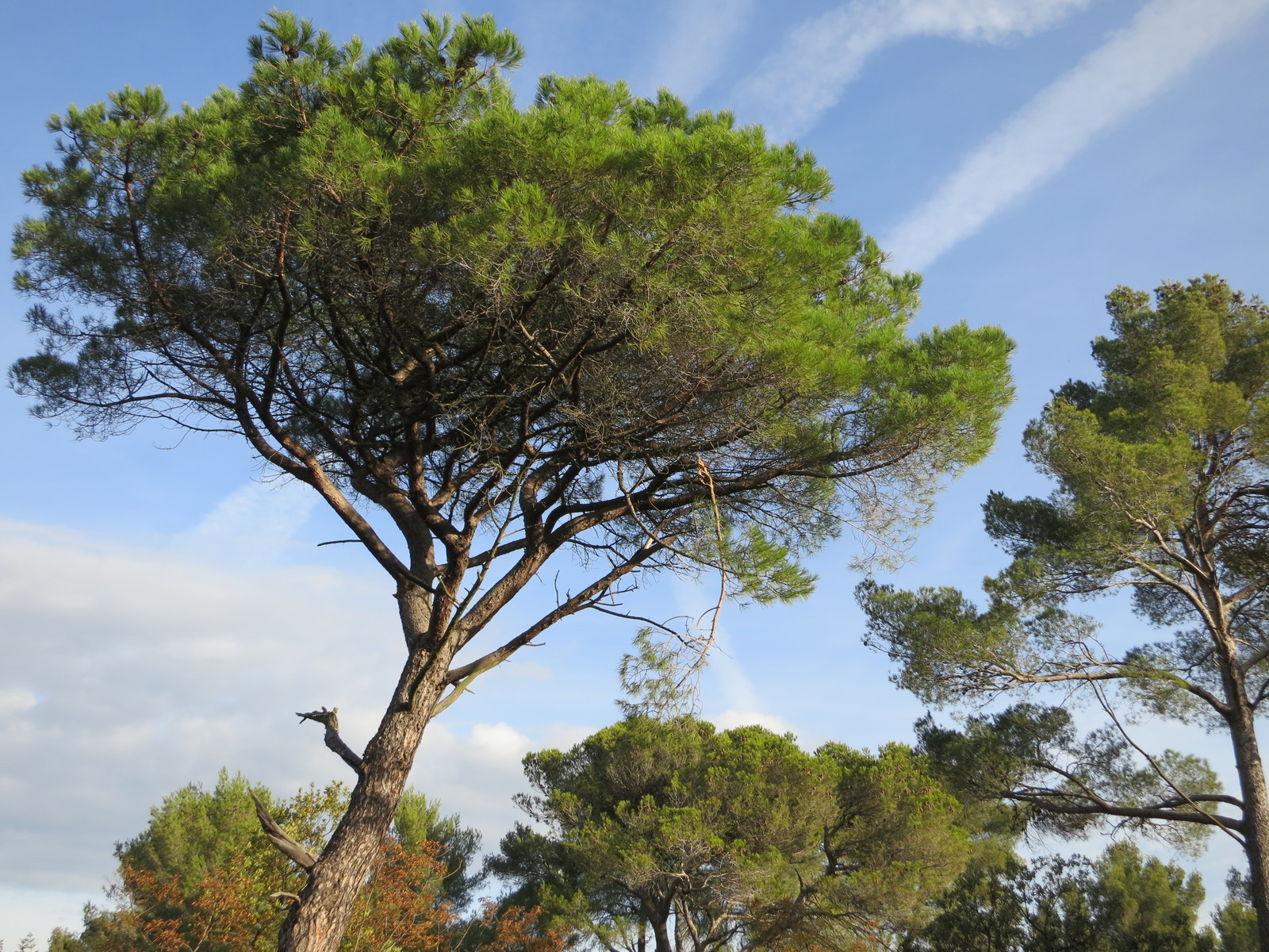 Pinien/Kiefern? - Fotos [hikr.org]